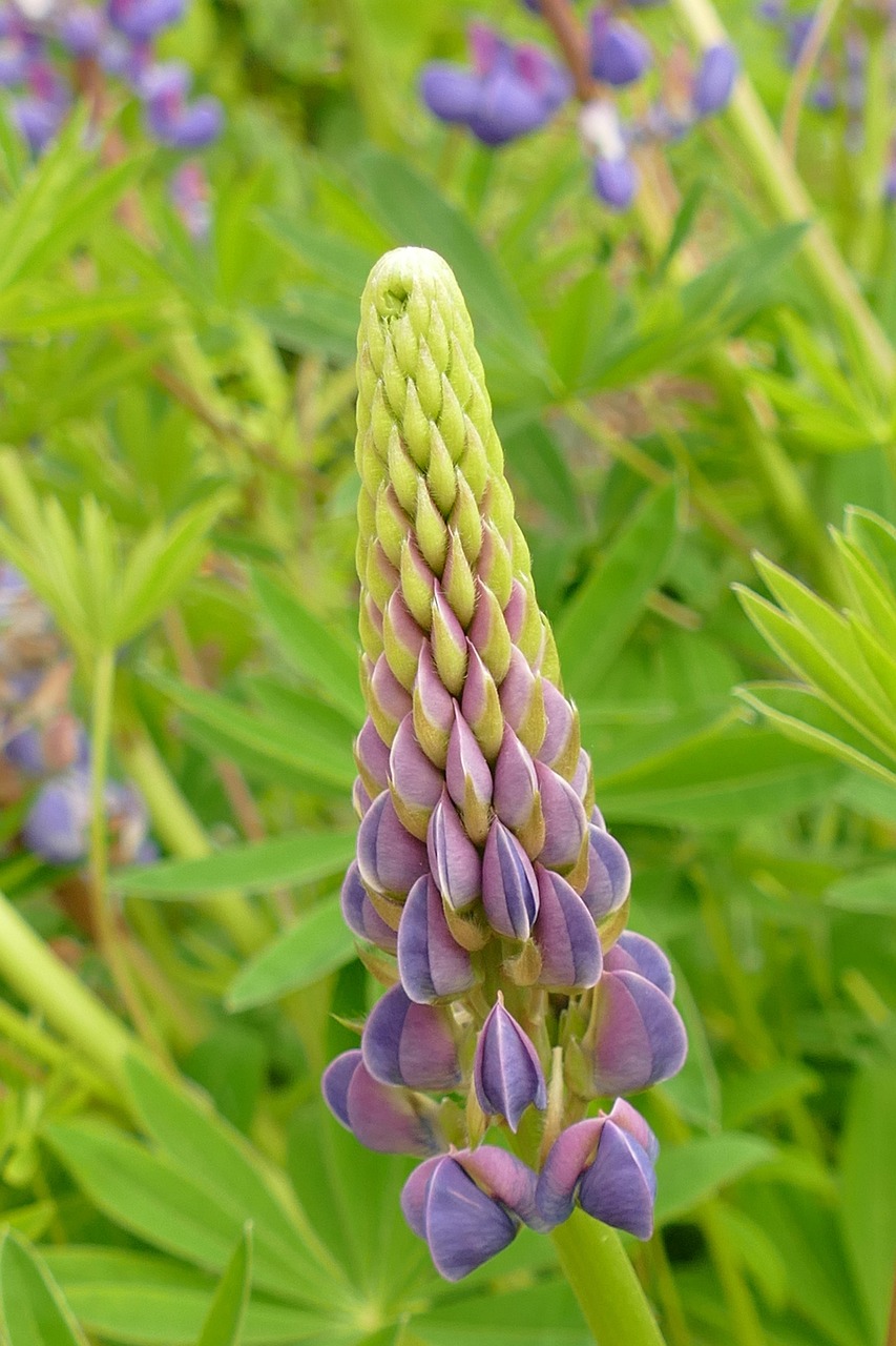 60,000+ Free Lupine Flowers & Nature Images - Pixabay