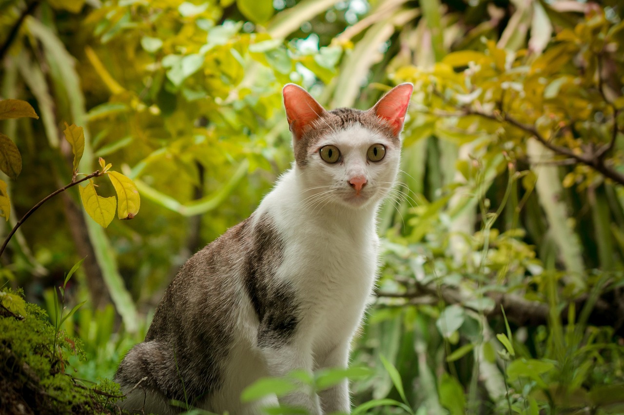 Animal Gato Mamífero - Foto gratuita no Pixabay - Pixabay