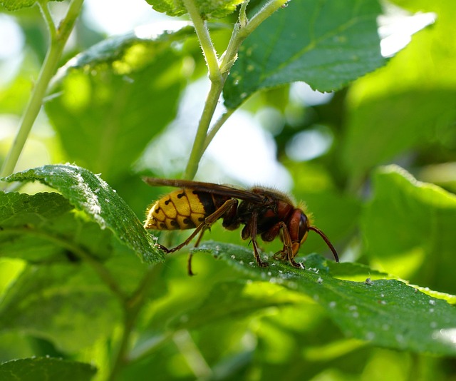 European Hornet Wasp Insect Vespa - Free photo on Pixabay - Pixabay