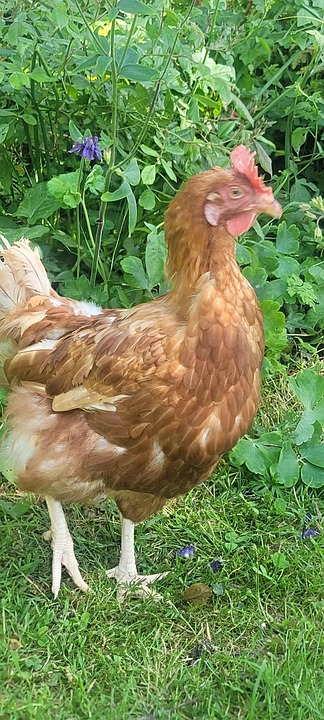 Poules Poule Paysage - Photo gratuite sur Pixabay - Pixabay