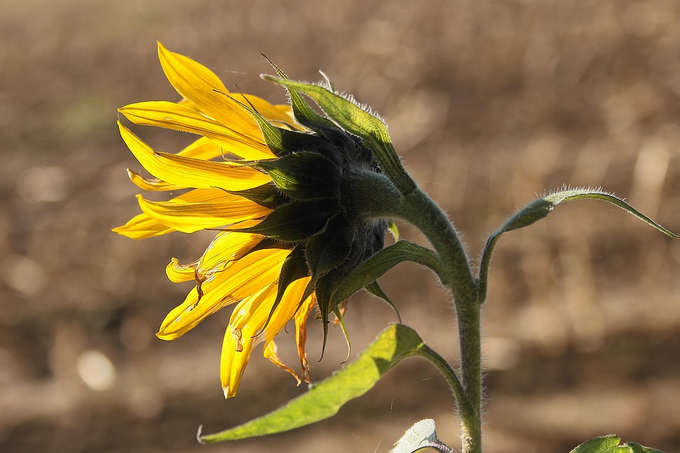 Sunflower Fodder Plant Blossom - Free photo on Pixabay - Pixabay