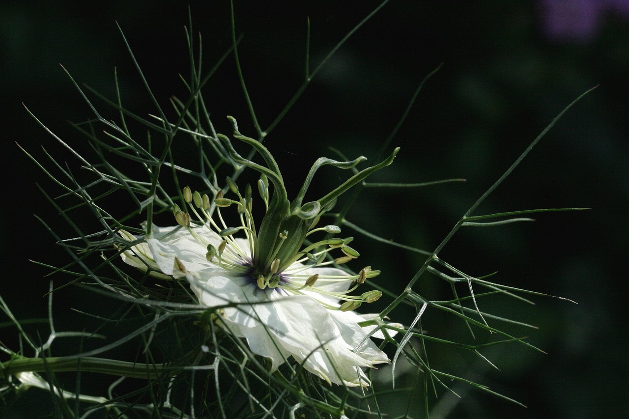 Nigella Flower Plant - Free photo on Pixabay - Pixabay