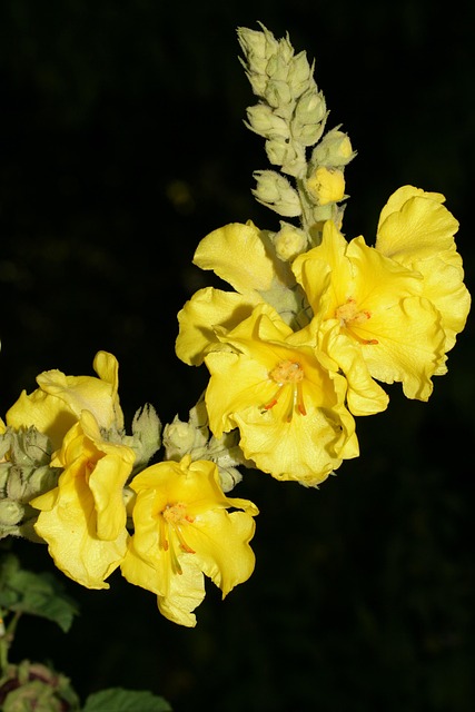 Mullein Garden Plant Inflorescence - Free photo on Pixabay - Pixabay
