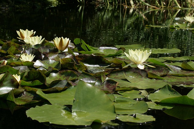 Nuferi Flori Plantelor Plantă - Fotografie gratuită pe Pixabay - Pixabay