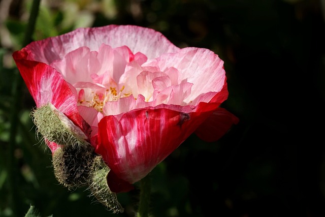 Poppy Flower Plant - Free photo on Pixabay