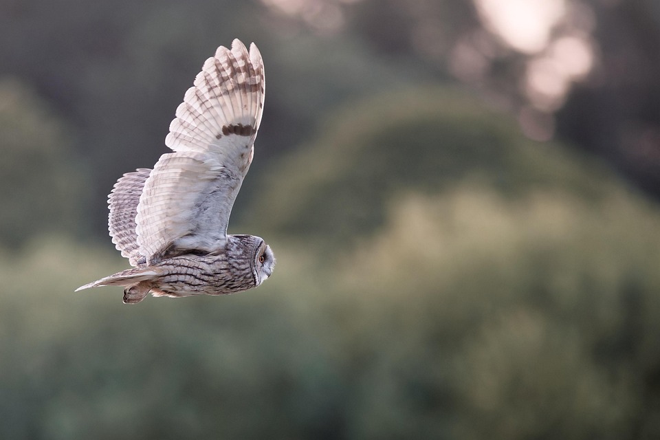 Oiseau Hibou Moyen-Duc - Photo gratuite sur Pixabay - Pixabay