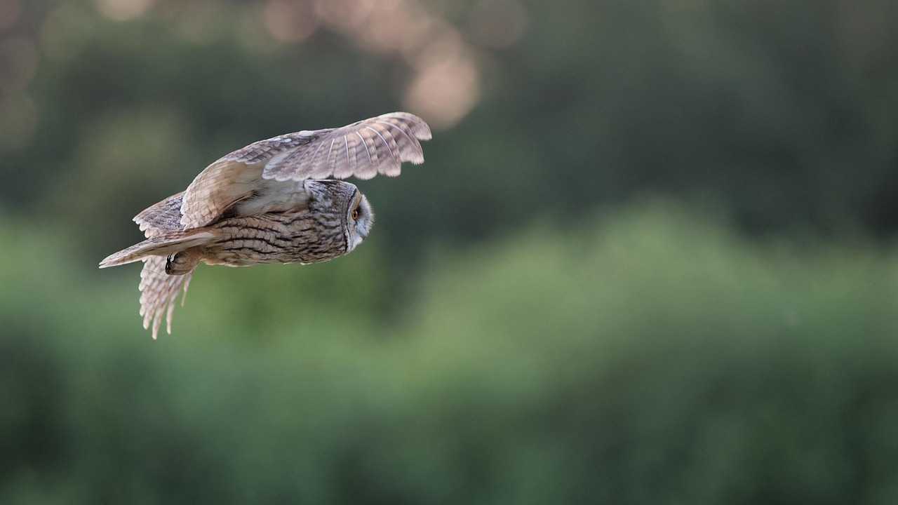 Hibou Moyen-Duc Oiseau - Photo gratuite sur Pixabay - Pixabay