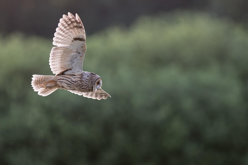 Bird Long-Eared Owl - Free photo on Pixabay - Pixabay