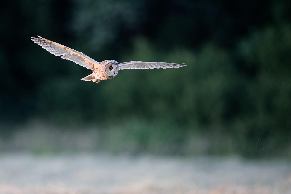 Hibou Moyen-Duc Oiseau - Photo gratuite sur Pixabay - Pixabay