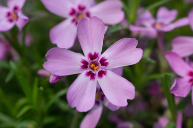 Awl-Like Phlox Flower Pink - Free photo on Pixabay - Pixabay