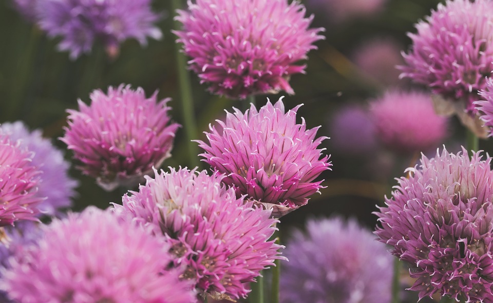Flowers Chives Bloom - Free photo on Pixabay