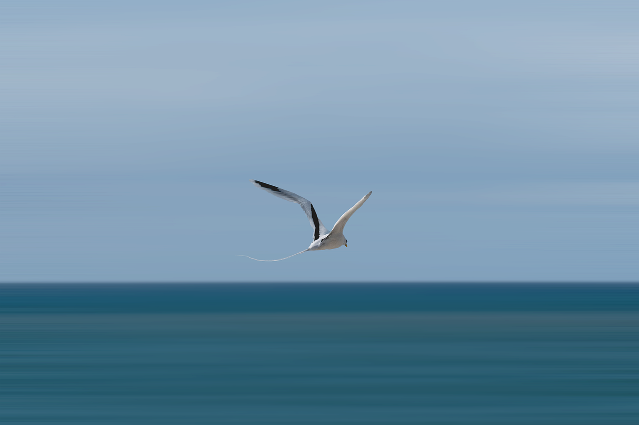 Bird Sea Ocean - Free photo on Pixabay - Pixabay