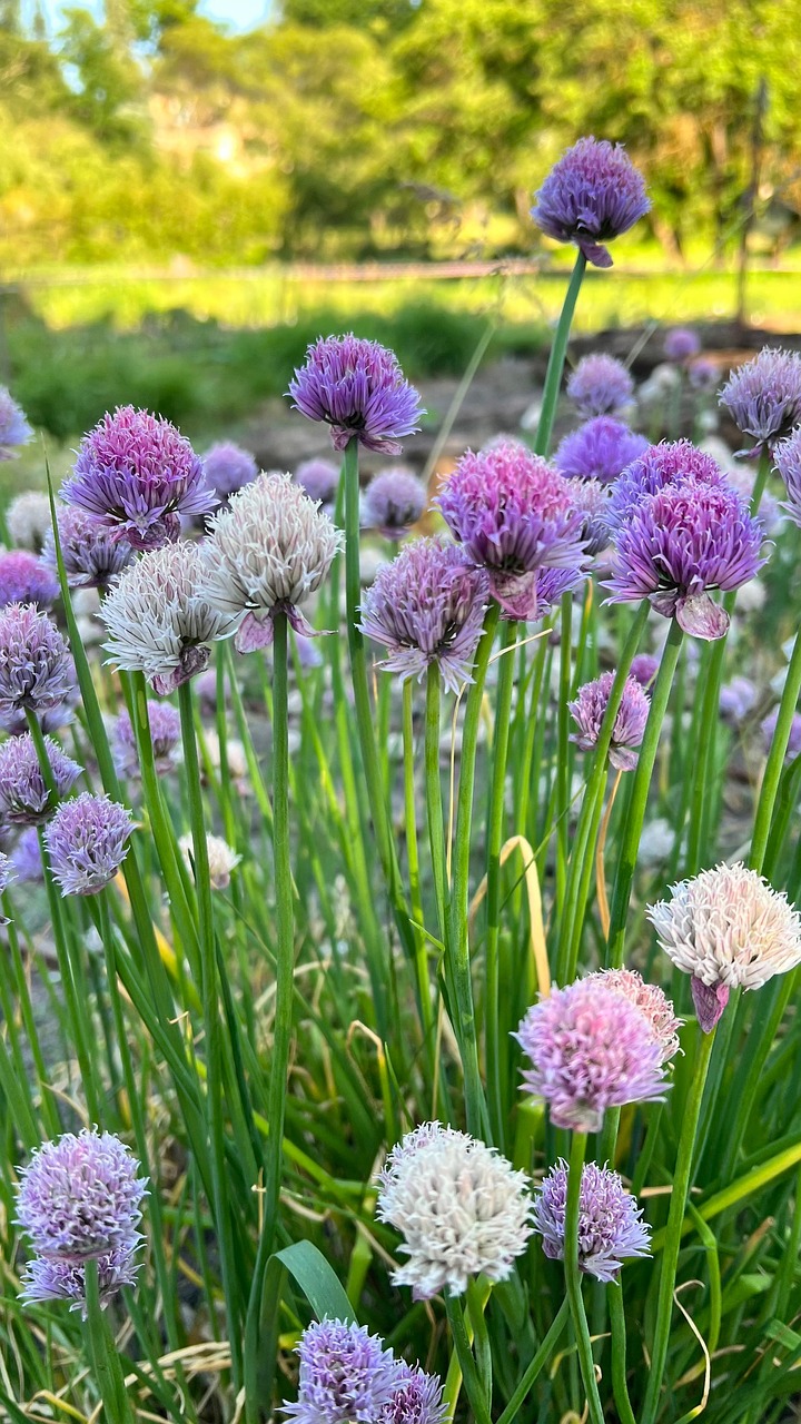 Flores Prado Plantas - Foto gratuita no Pixabay - Pixabay