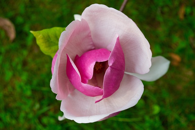 Magnolia Bunga Tanaman Merah - Foto gratis di Pixabay - Pixabay