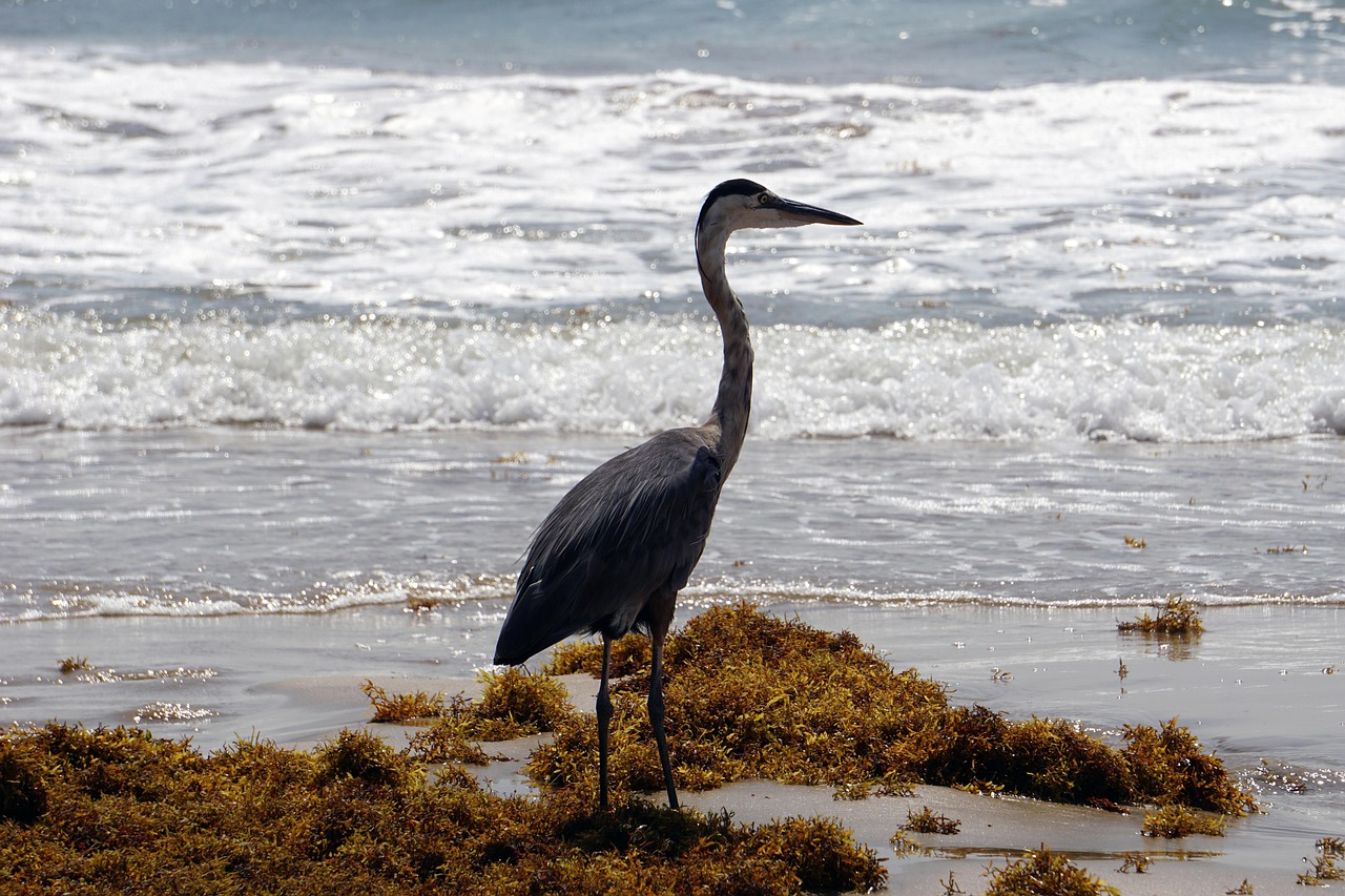 Great Blue Heron Beach - Free photo on Pixabay - Pixabay