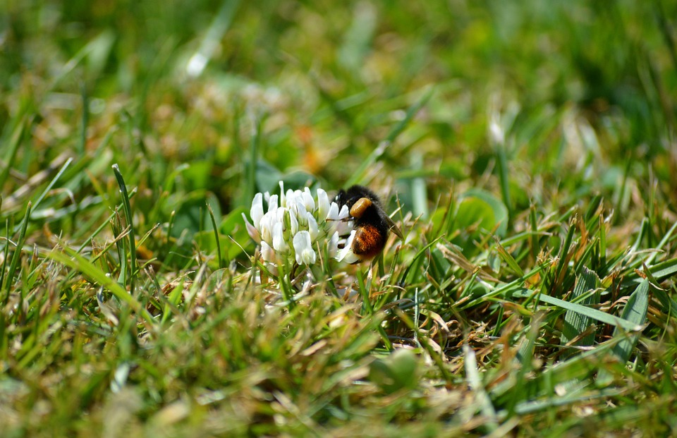 White Clover Bumblebee Pollination - Free photo on Pixabay - Pixabay