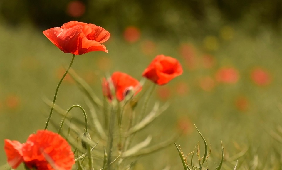 Mohn Blumen Pflanze Rote - Kostenloses Foto auf Pixabay - Pixabay