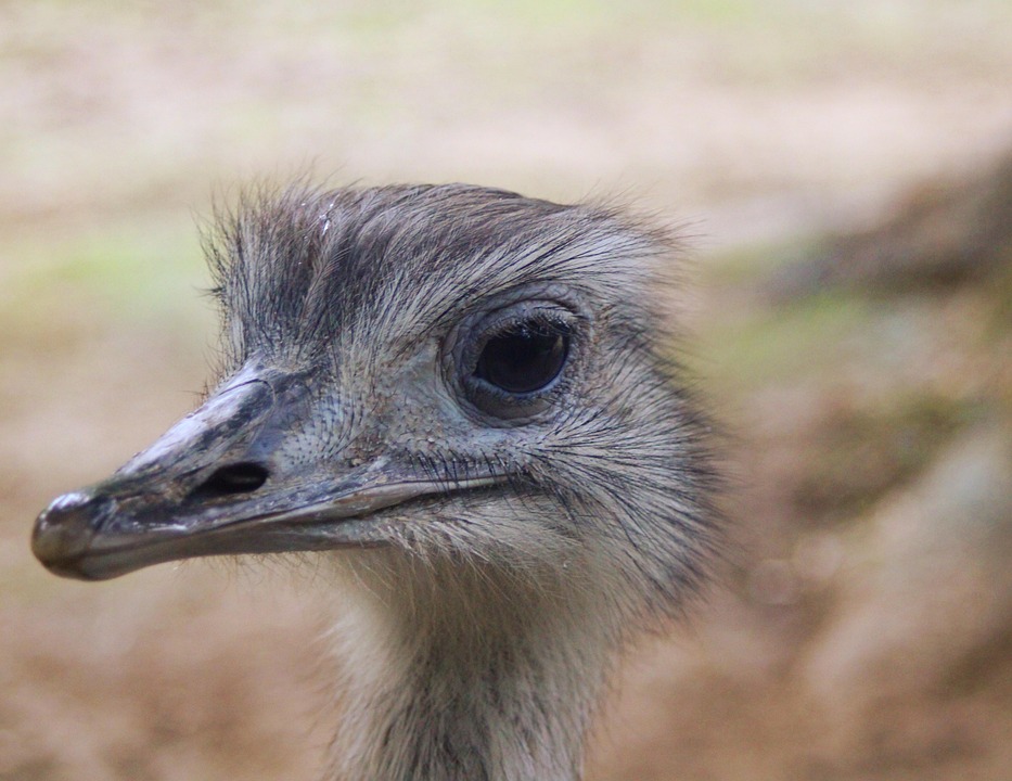 Nandu นก จะงอยปาก - ภาพฟรีบน Pixabay - Pixabay