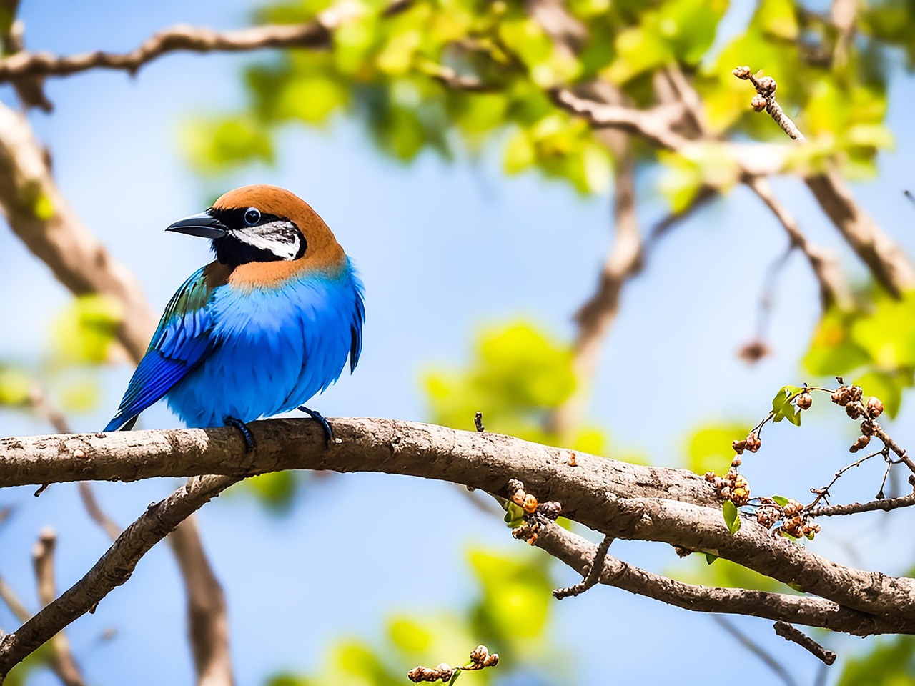 Extérieur Se Percher Observation - Image gratuite sur Pixabay - Pixabay