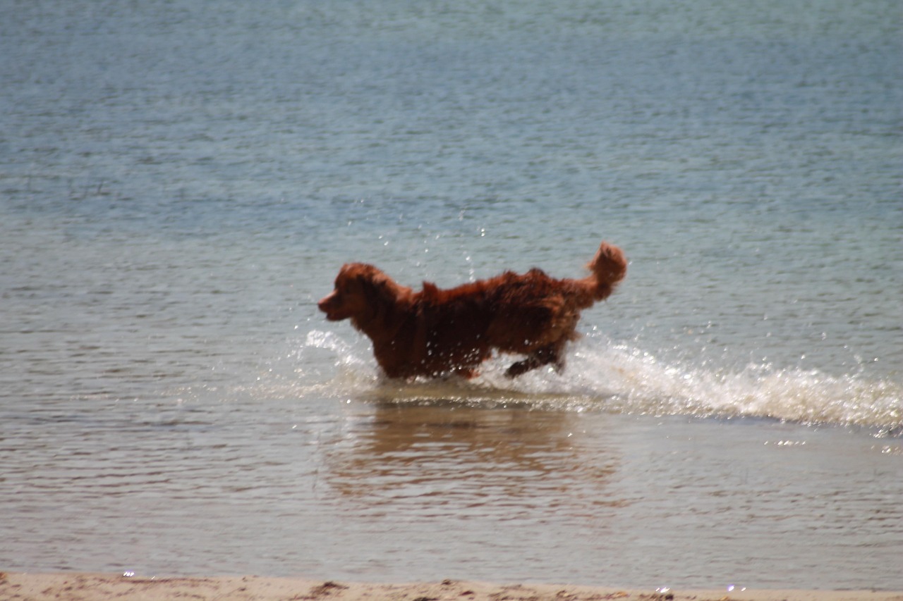 Dog Dogs Owner - Free photo on Pixabay - Pixabay