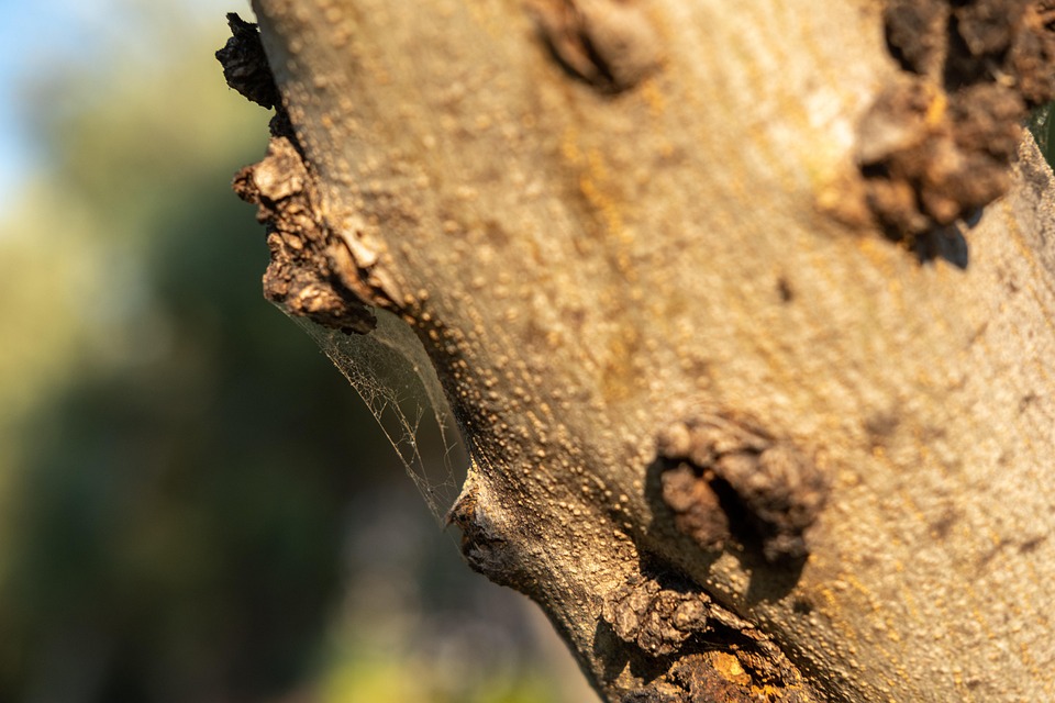 Spider Web Trees - Free photo on Pixabay
