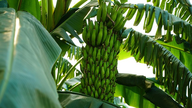 Banane Aliments Fruit - Photo gratuite sur Pixabay - Pixabay