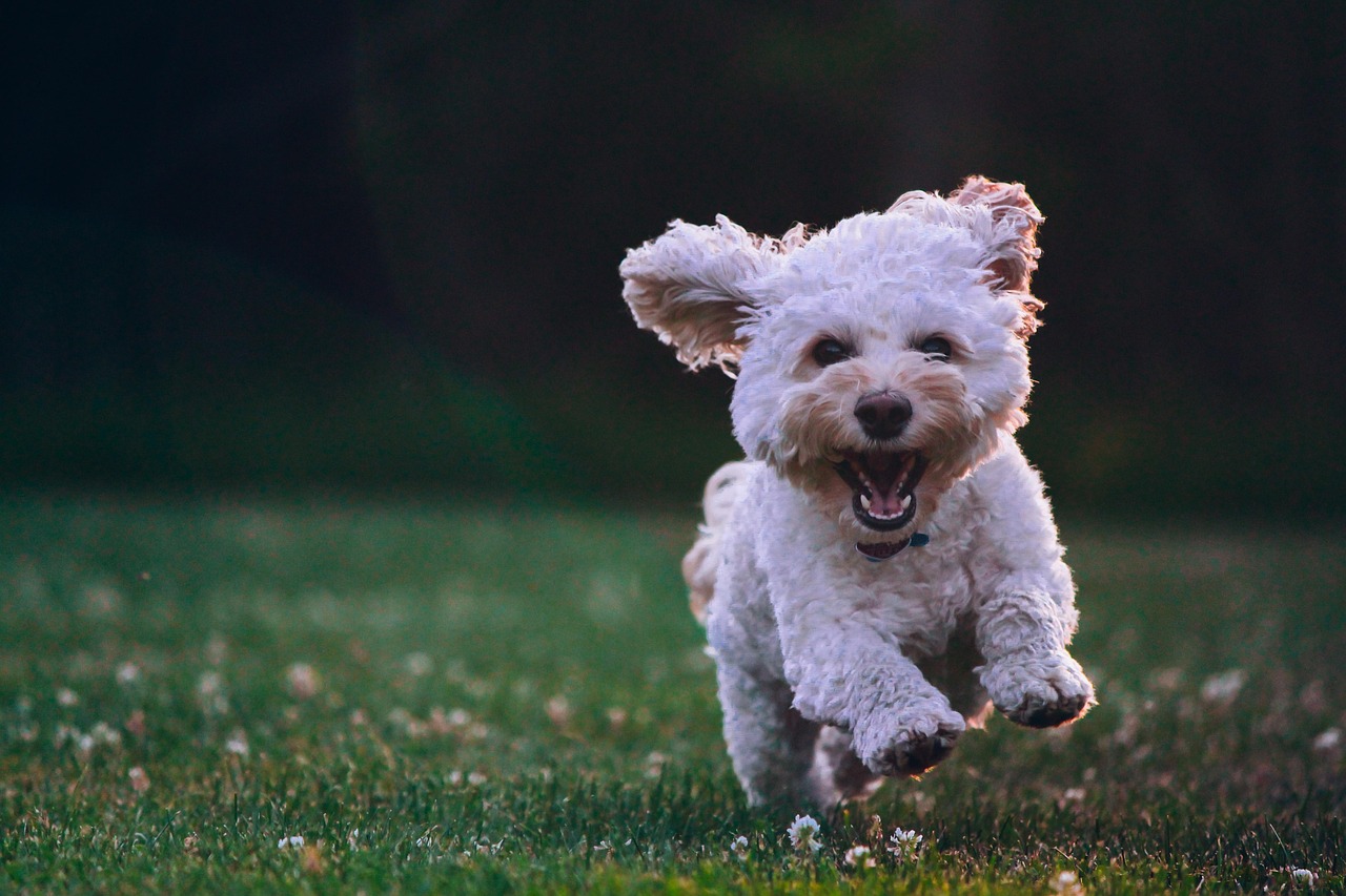 600000+ Hinh Cute & ảnh Cute miễn phí - Pixabay