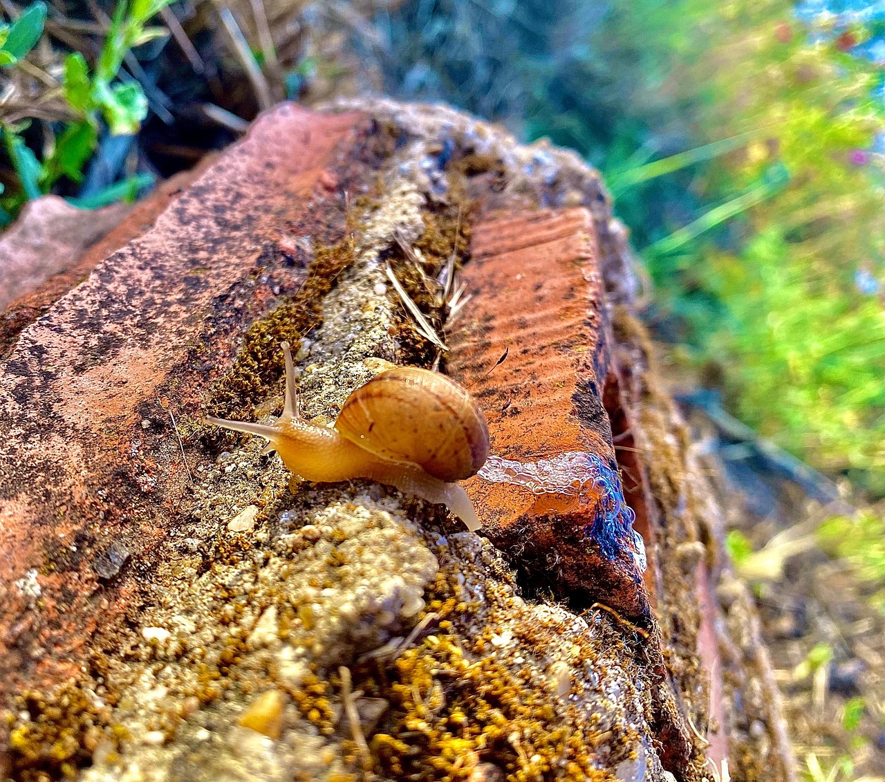 Escargot Paysage La Nature - Photo gratuite sur Pixabay - Pixabay