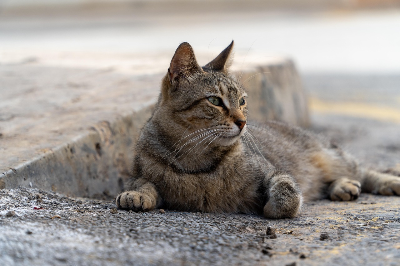 Animal Gato Felino - Foto gratis en Pixabay - Pixabay