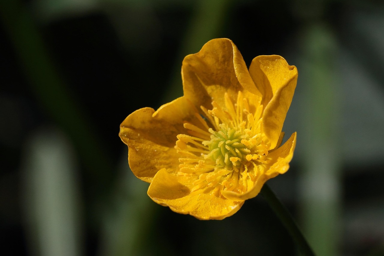 Flower Blossom Bloom - Free photo on Pixabay - Pixabay