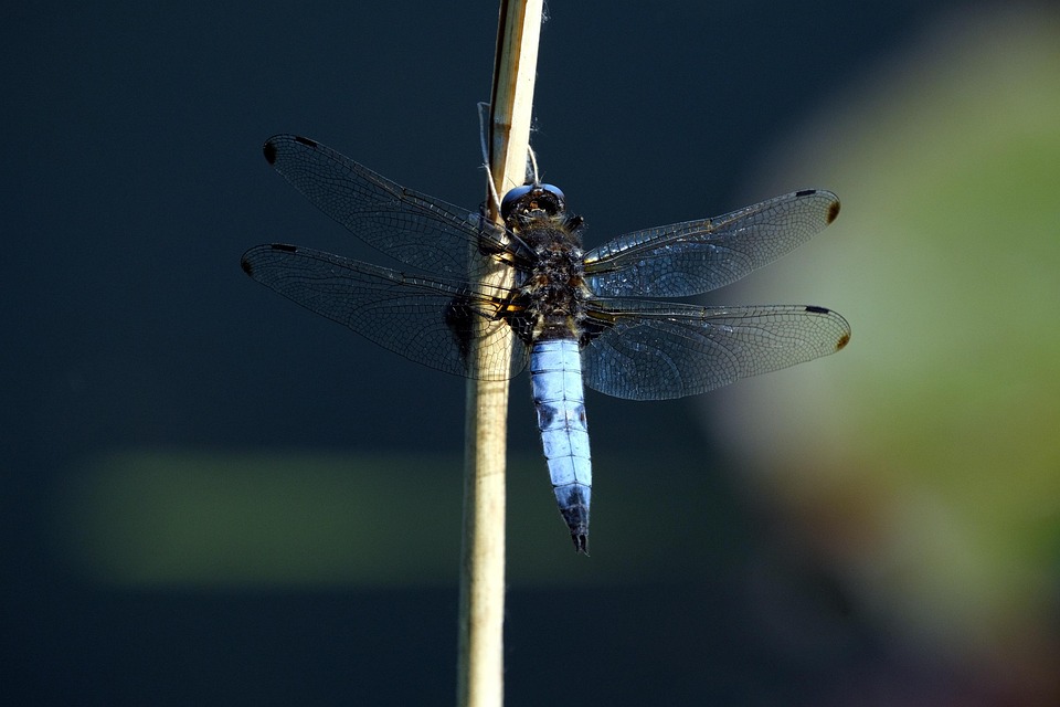 Dragonfly Macro Bug - Free photo on Pixabay - Pixabay