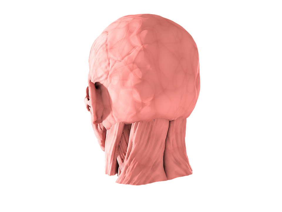 Download Human, Head, Anatomy. Royalty-Free Stock Illustration Image ...