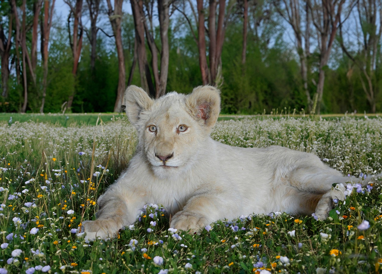Lion Cub Meadow - Free photo on Pixabay - Pixabay