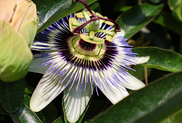 Pasionaria Flor Planta - Foto gratis en Pixabay - Pixabay