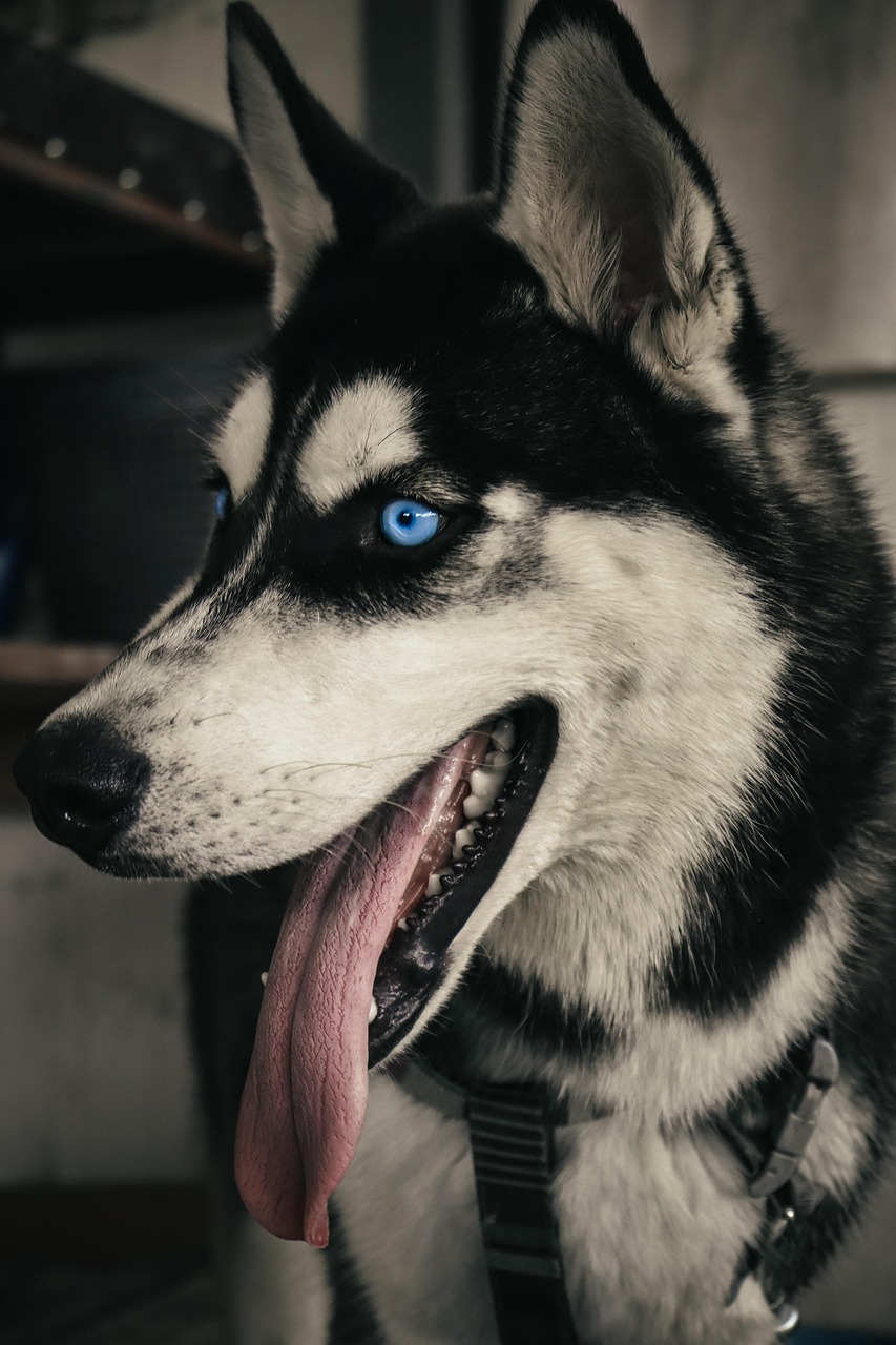 Hund Tier Hundeartige - Kostenloses Foto auf Pixabay - Pixabay