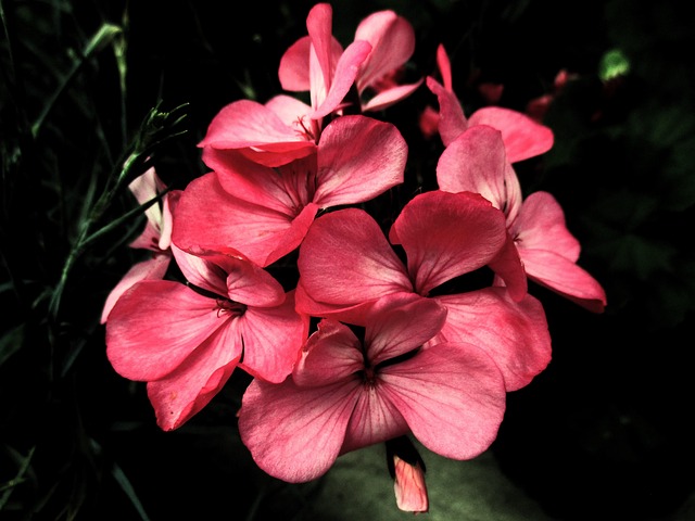 Pink Flower Sardinia Beautiful - Free photo on Pixabay - Pixabay