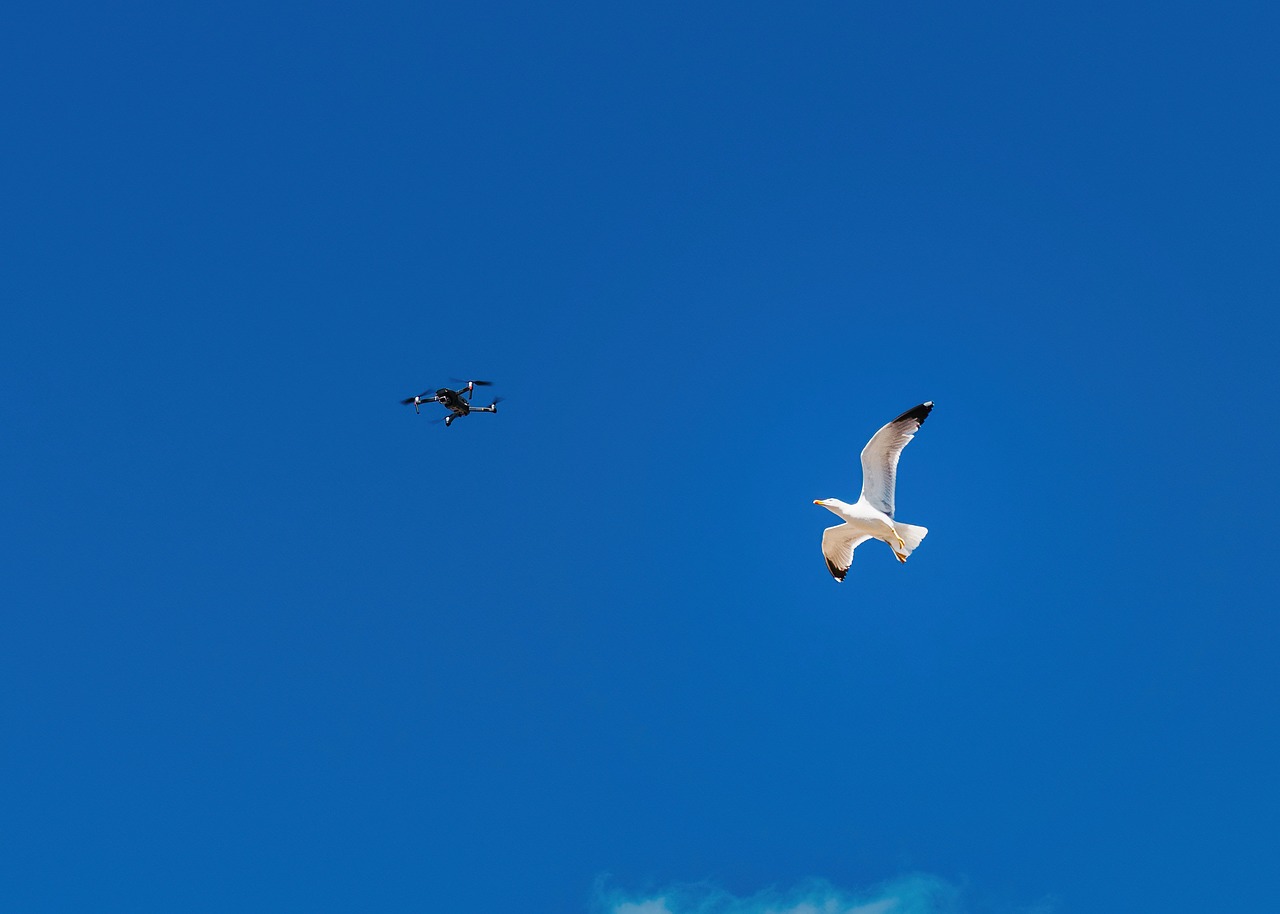 Drone Uav Les Impacts D'Oiseaux - Photo gratuite sur Pixabay - Pixabay