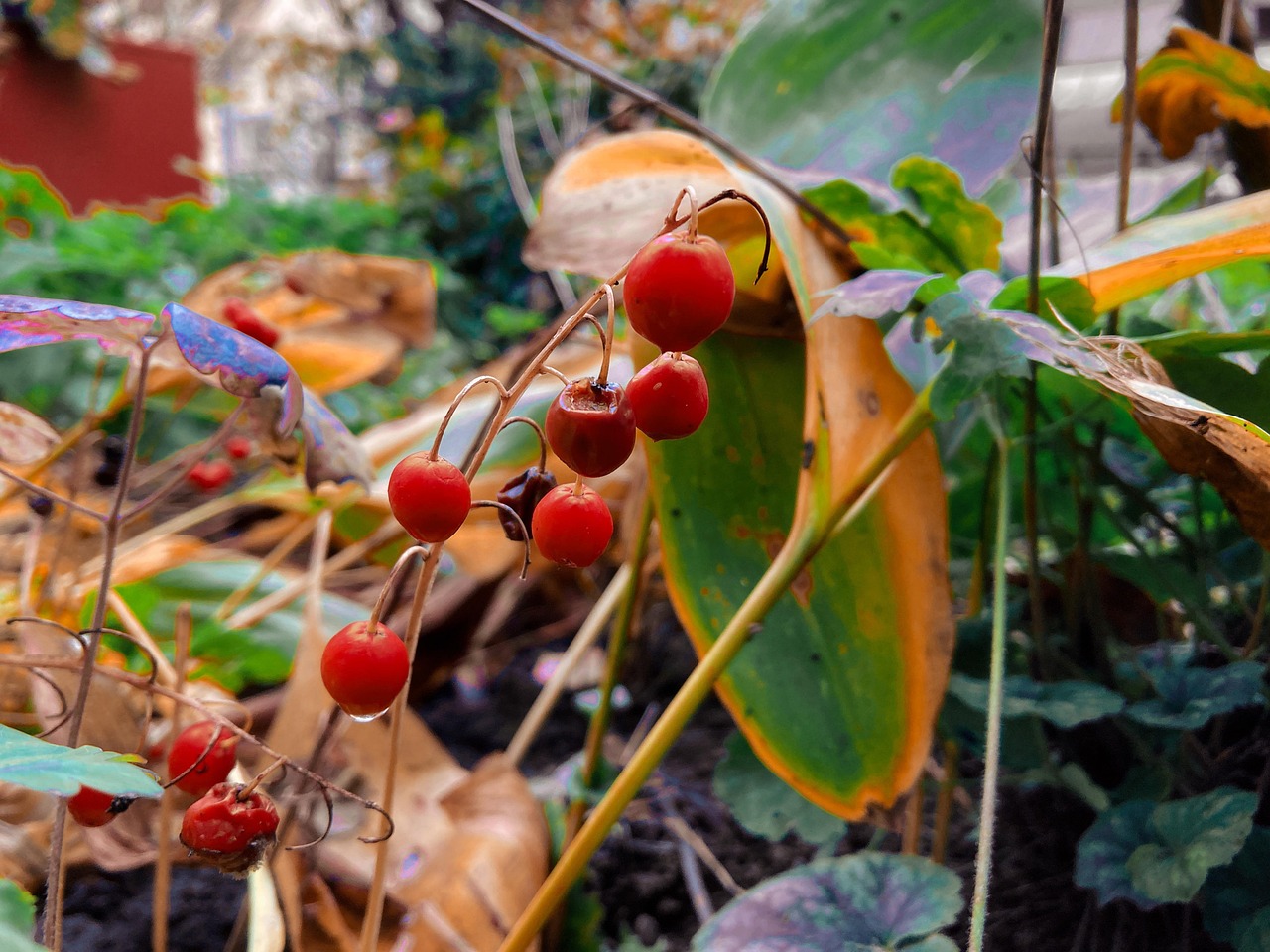 Red Fruits Autumn - Free photo on Pixabay - Pixabay