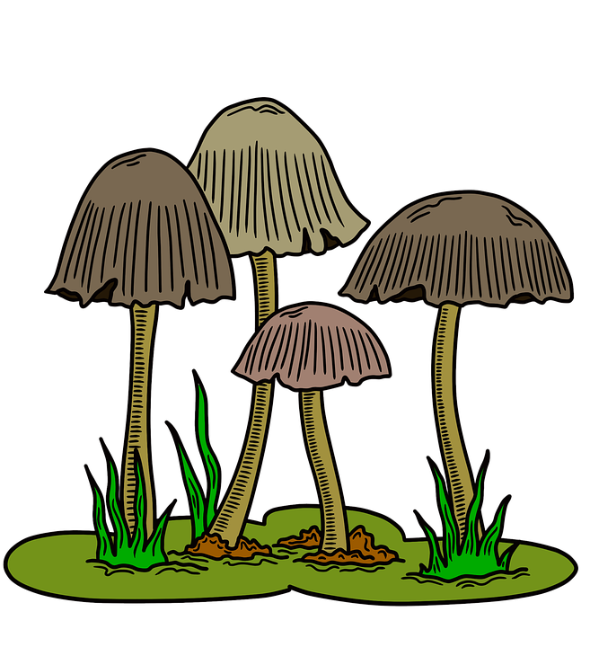 Download Mushroom Toadstool Fungus Royalty-Free Stock Illustration ...