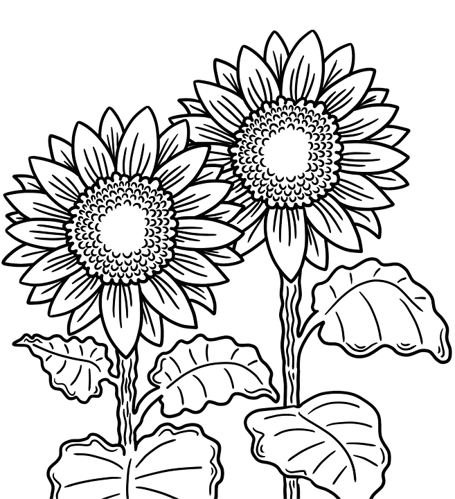 Download Sunflowers, Flowers, Plants. Royalty-Free Stock Illustration ...