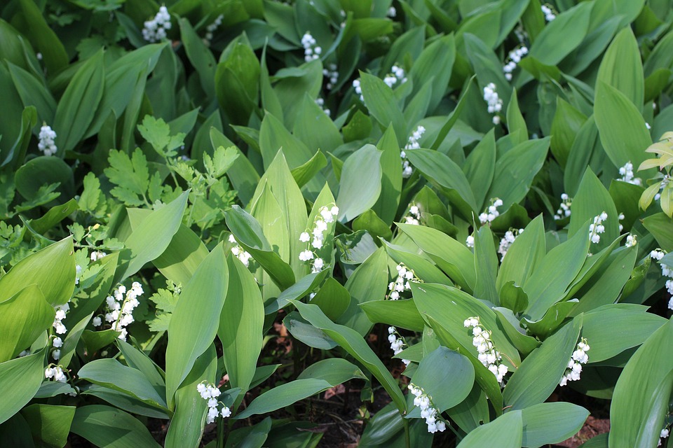 Nature Fleurs Muguet L'Odeur - Photo gratuite sur Pixabay - Pixabay
