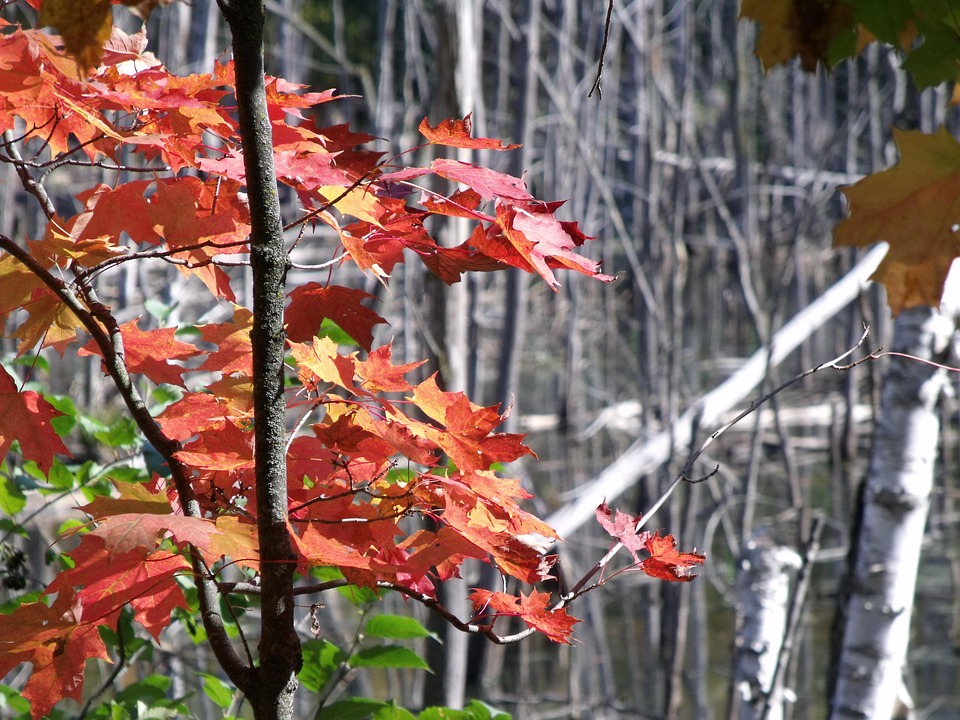 Fall Crayon Red - Free photo on Pixabay - Pixabay