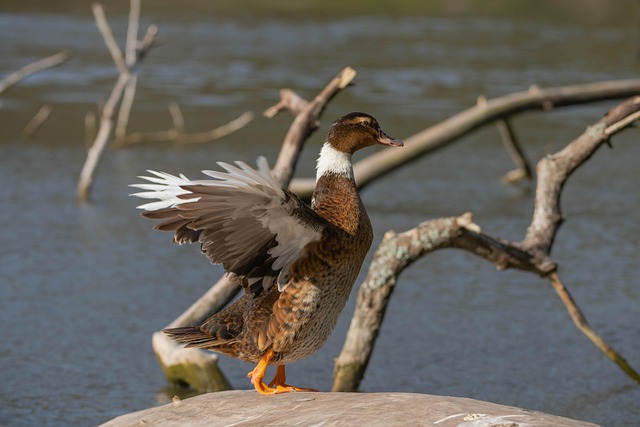 Canard Sauvage Oiseau - Photo gratuite sur Pixabay - Pixabay