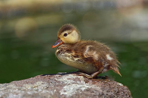 Duck, Female, Chick. Free Stock Video - Pixabay