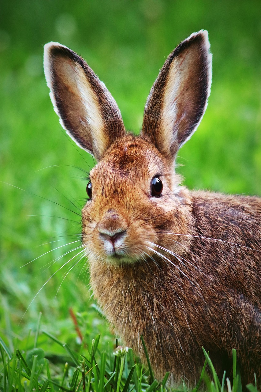 Snowshoe Hare