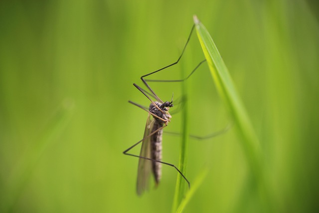 Mosquito Diptera Insecto - Foto gratis en Pixabay