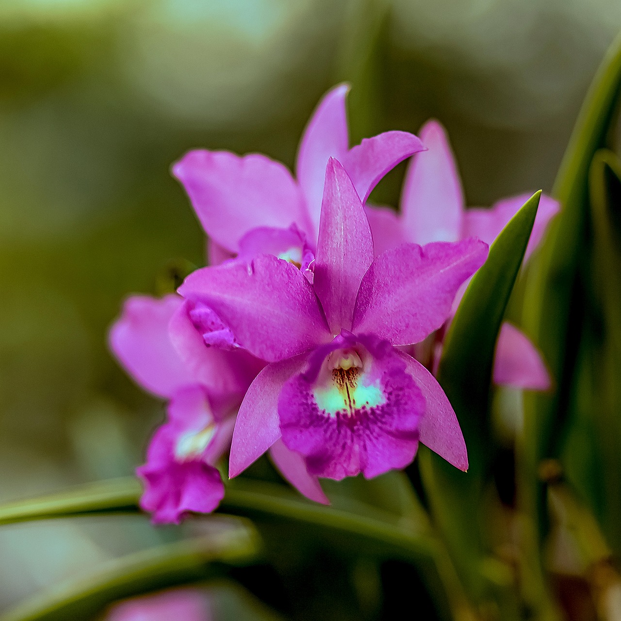 Orchidée La Nature Macro Photo En - Photo gratuite sur Pixabay - Pixabay