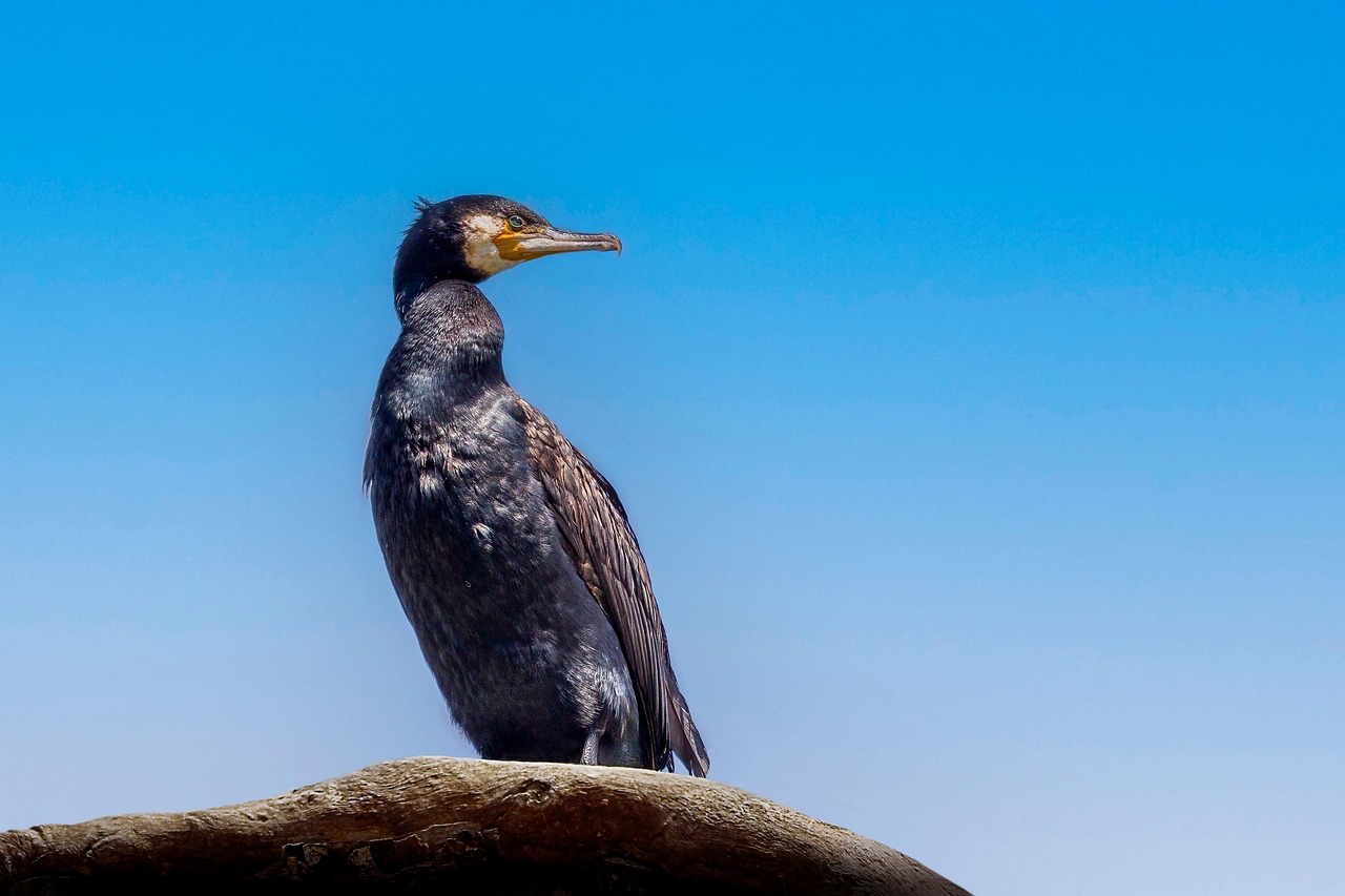 Bird Cormorant Fauna - Free photo on Pixabay - Pixabay