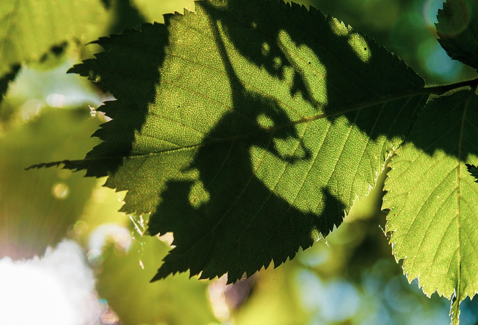 Tree Leaves Shadows - Free photo on Pixabay