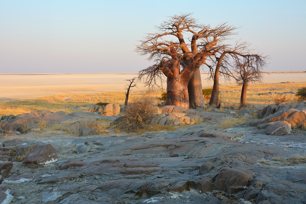 Baoba Trees Desert - Free photo on Pixabay - Pixabay